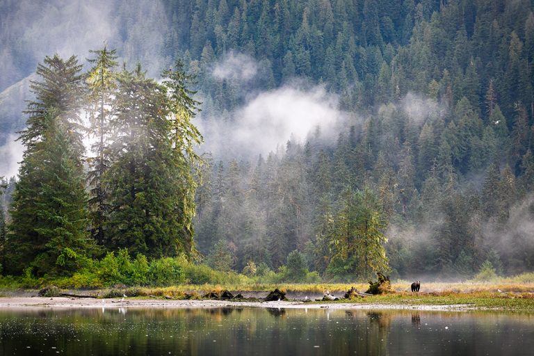 How Loggers Helped Environmentalists Save a Spectacular Canadian Rainforest